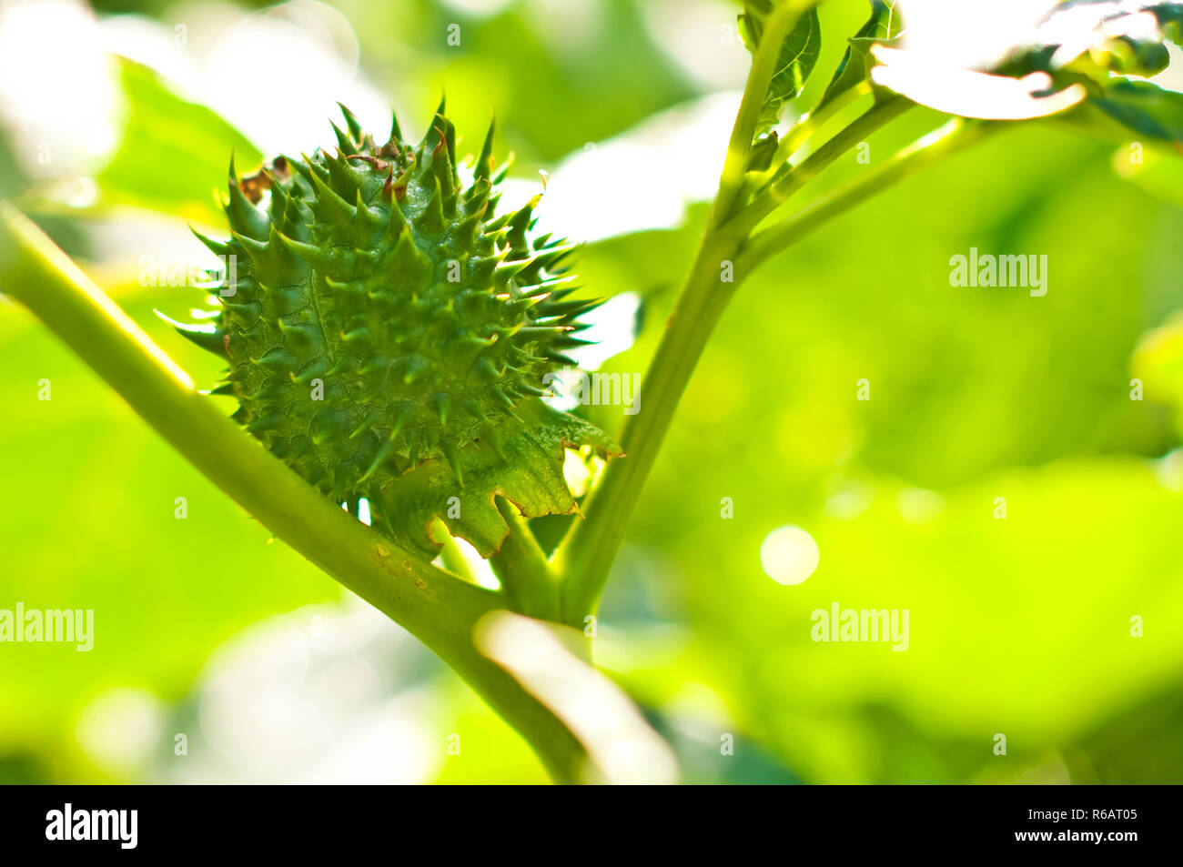Blue devil weed hi-res stock photography and images - Alamy
