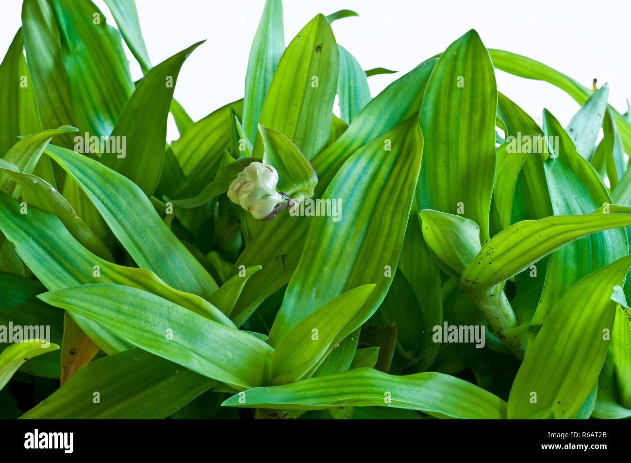 Murdannia loriformis hi-res stock photography and images - Alamy
