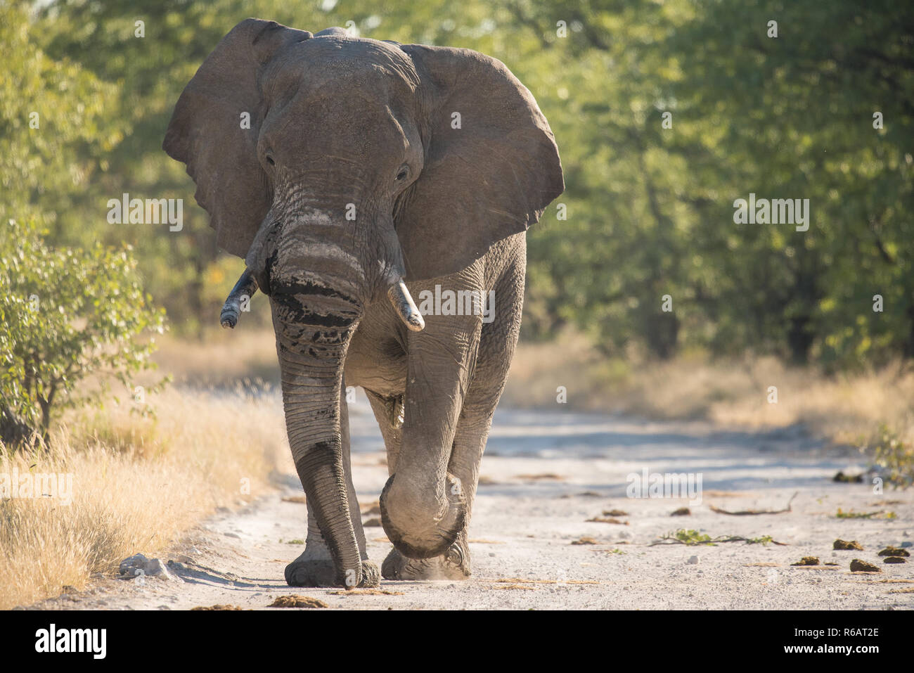 Big male elephant Stock Photo - Alamy