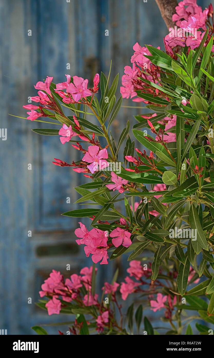 Oleanders garden hi-res stock photography and images - Alamy
