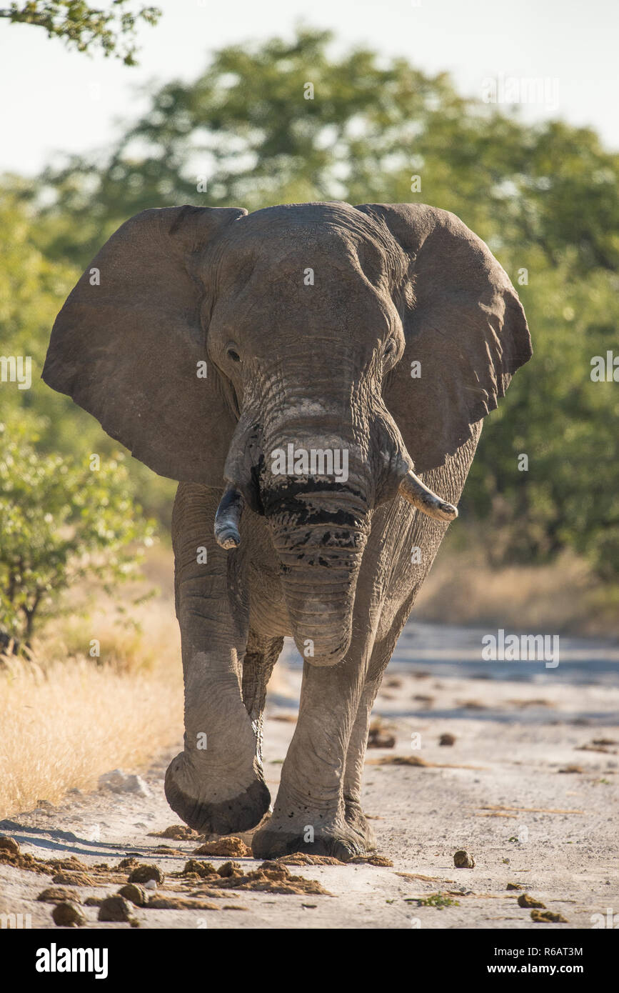 Big male elephant Stock Photo - Alamy