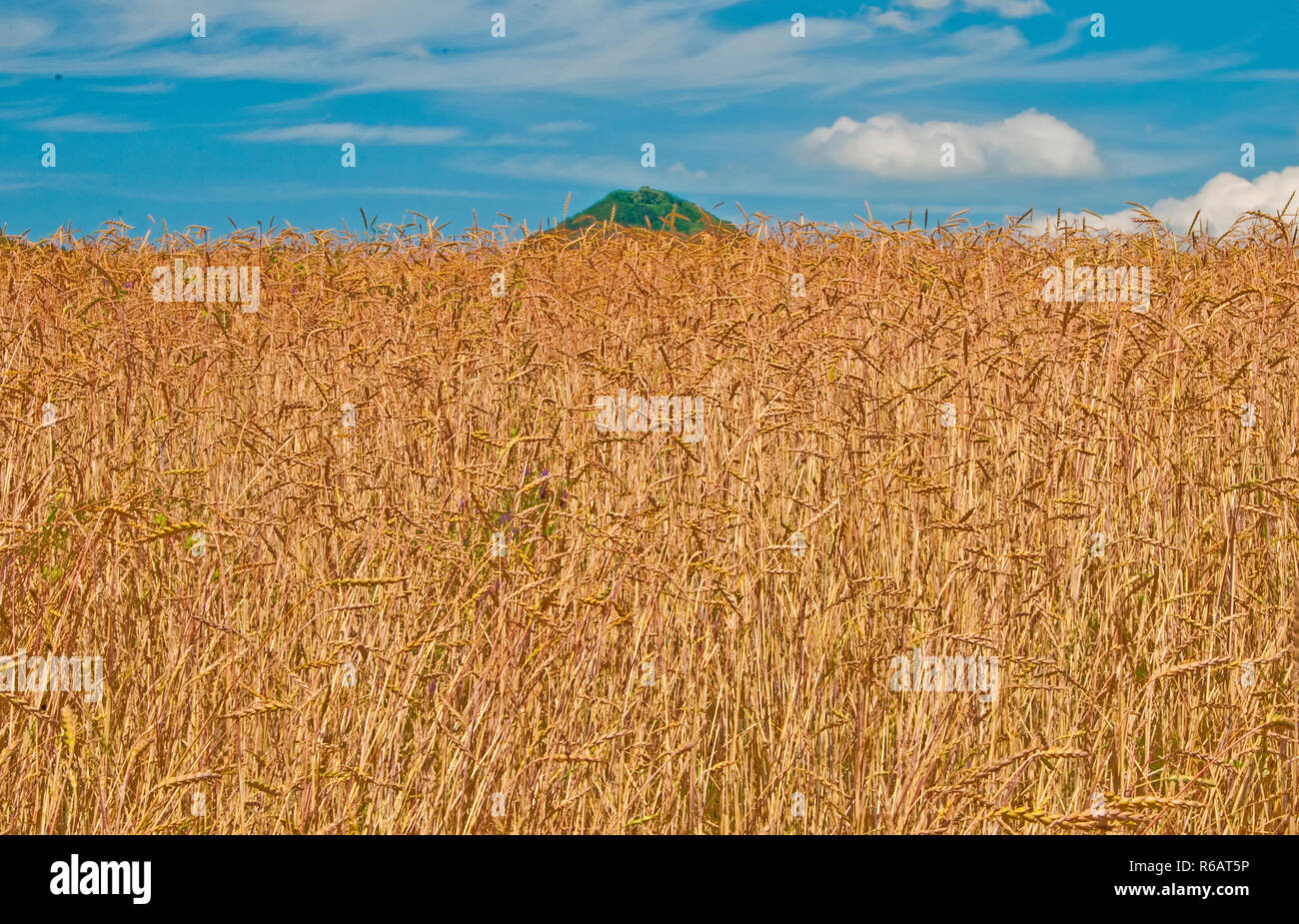Spelt meadow hi-res stock photography and images - Alamy