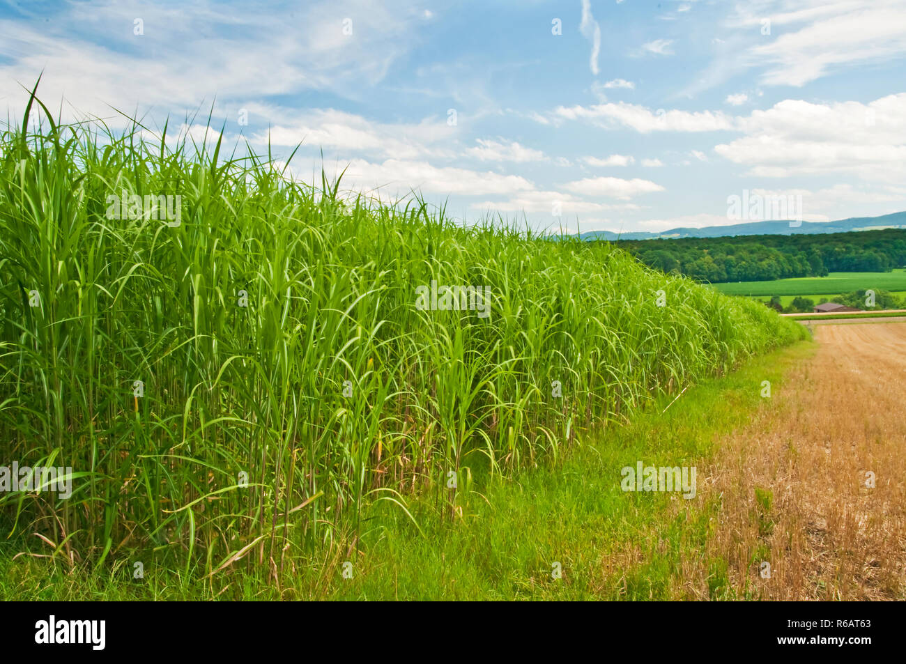 The Renewable Resource Switch Grass For Heating And Production Of ...