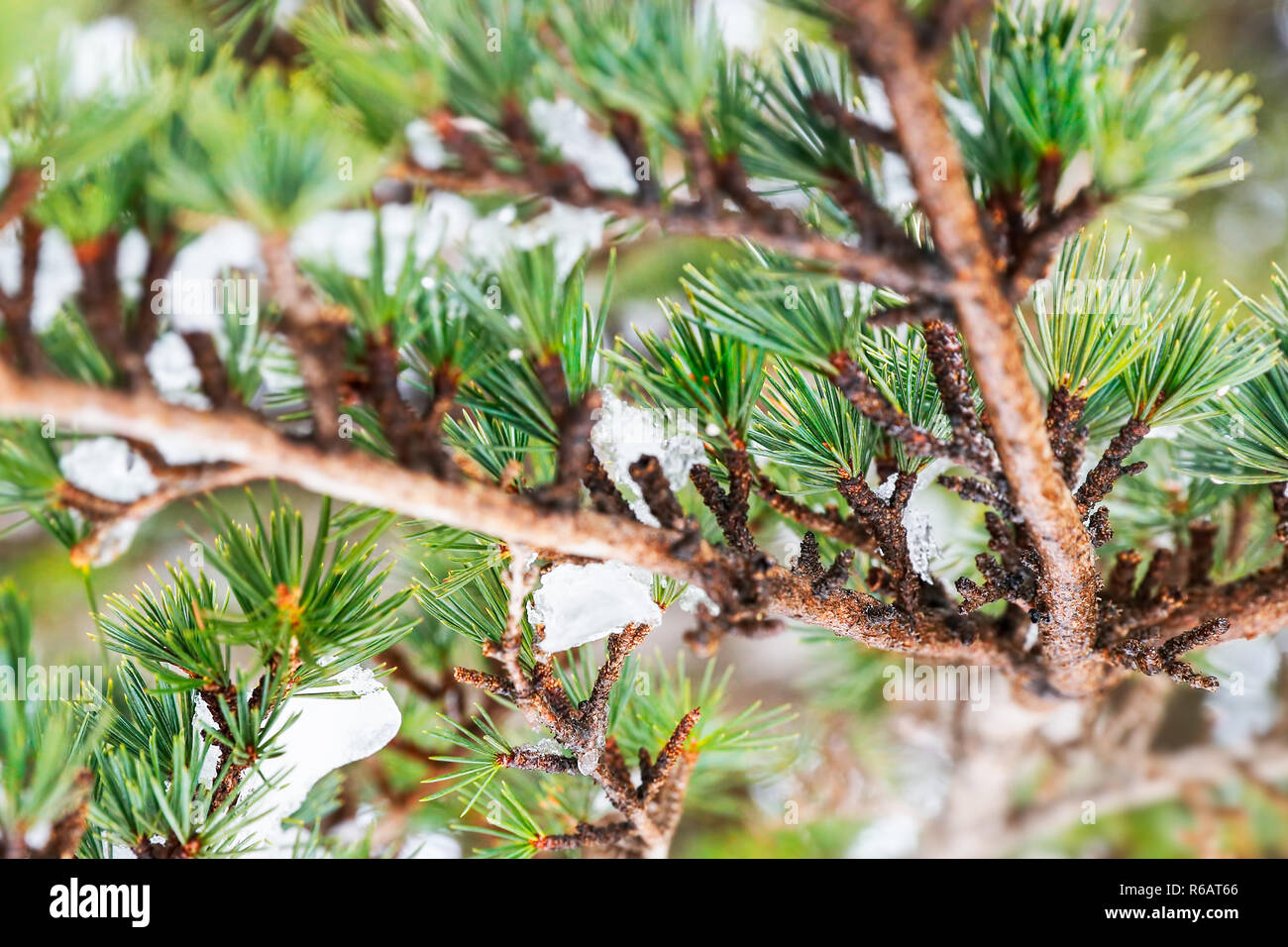 Cedar tree background Stock Photo - Alamy