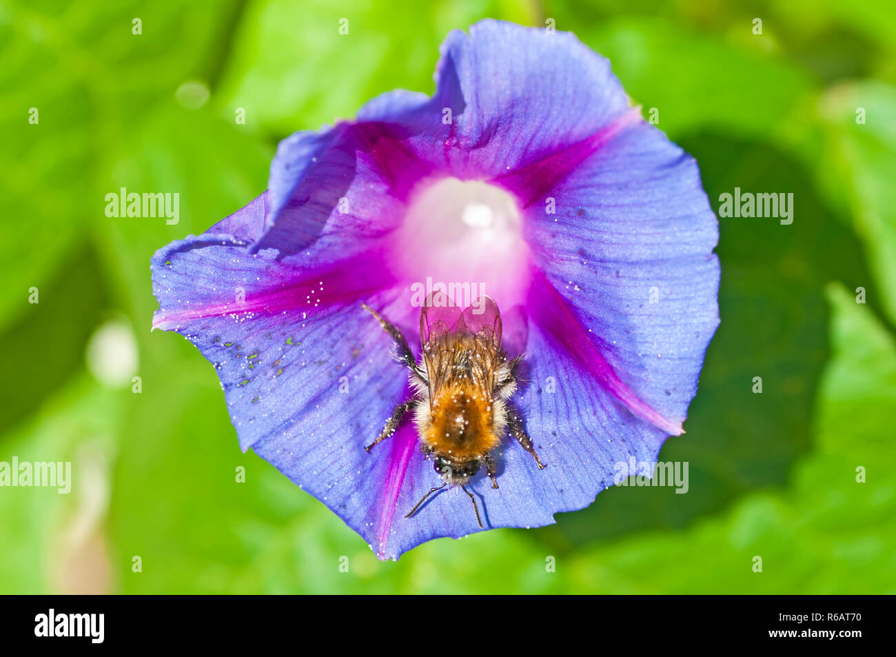 Bumble Bee On Morning Glory Stock Photo - Alamy