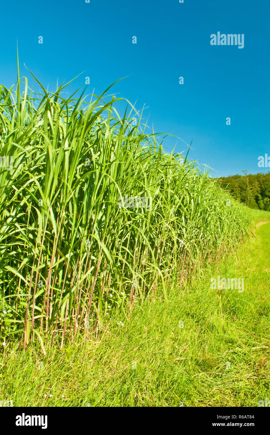 The Renewable Resource Switch Grass For Heating And Production Of ...