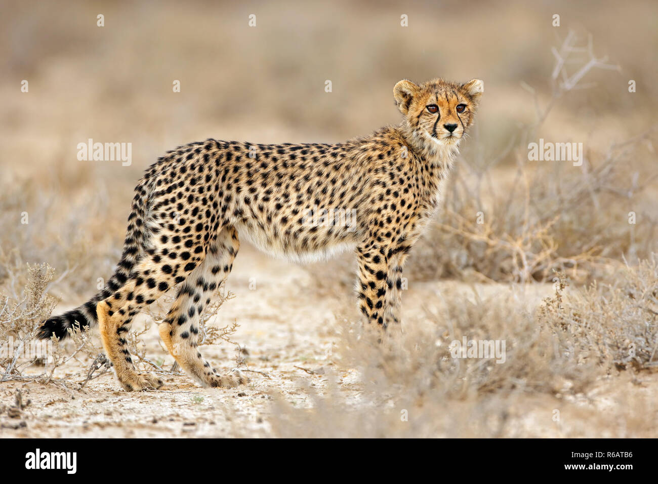 Cheetah in natural habitat Stock Photo - Alamy