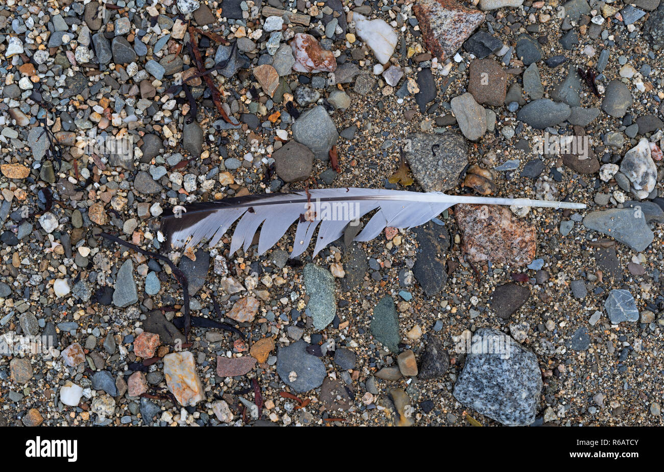 Seagull feather hi-res stock photography and images - Alamy