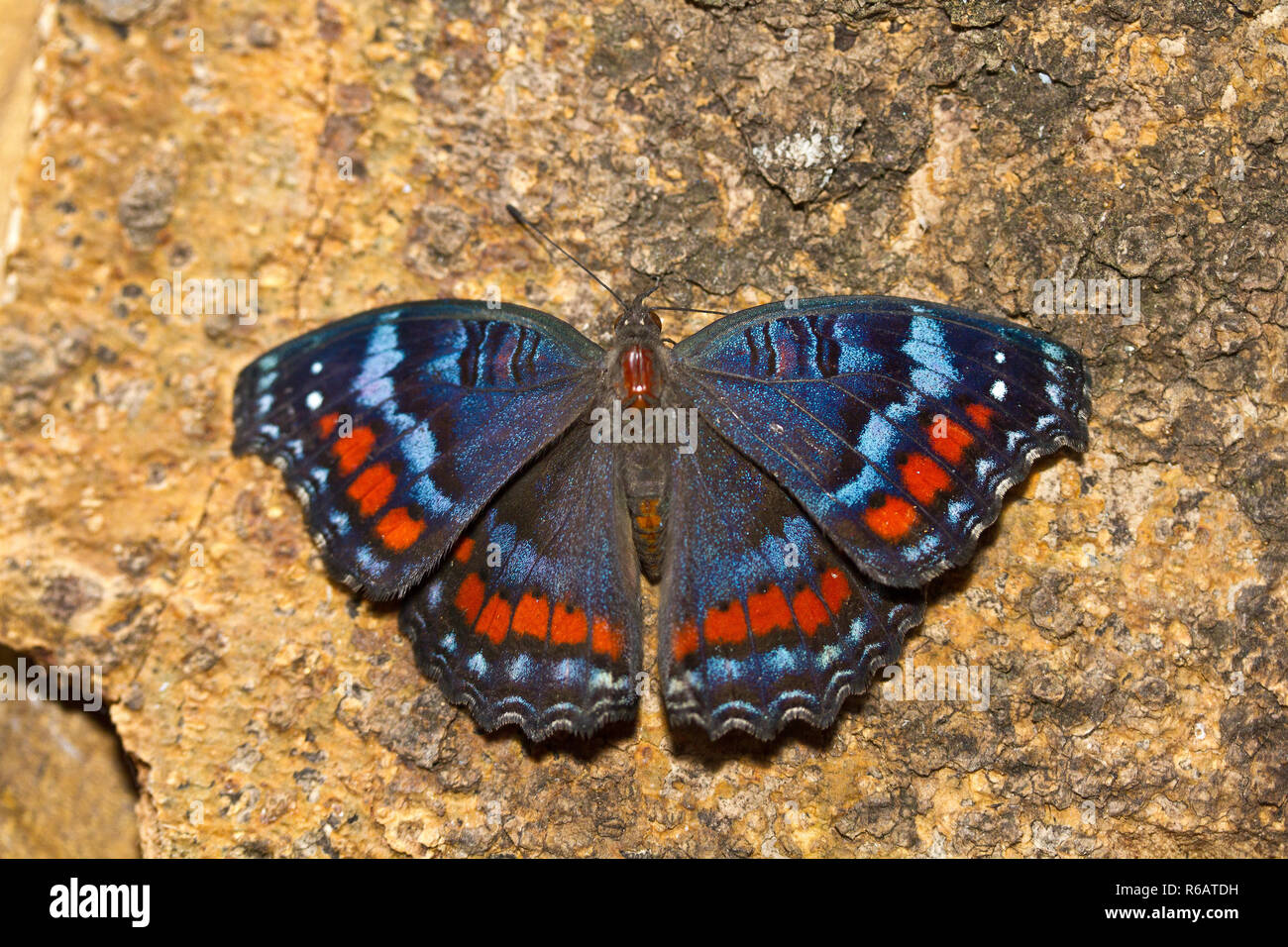 The male Gaudy Commodore, or Eyed Pansey, has two seasonal colour forms ...