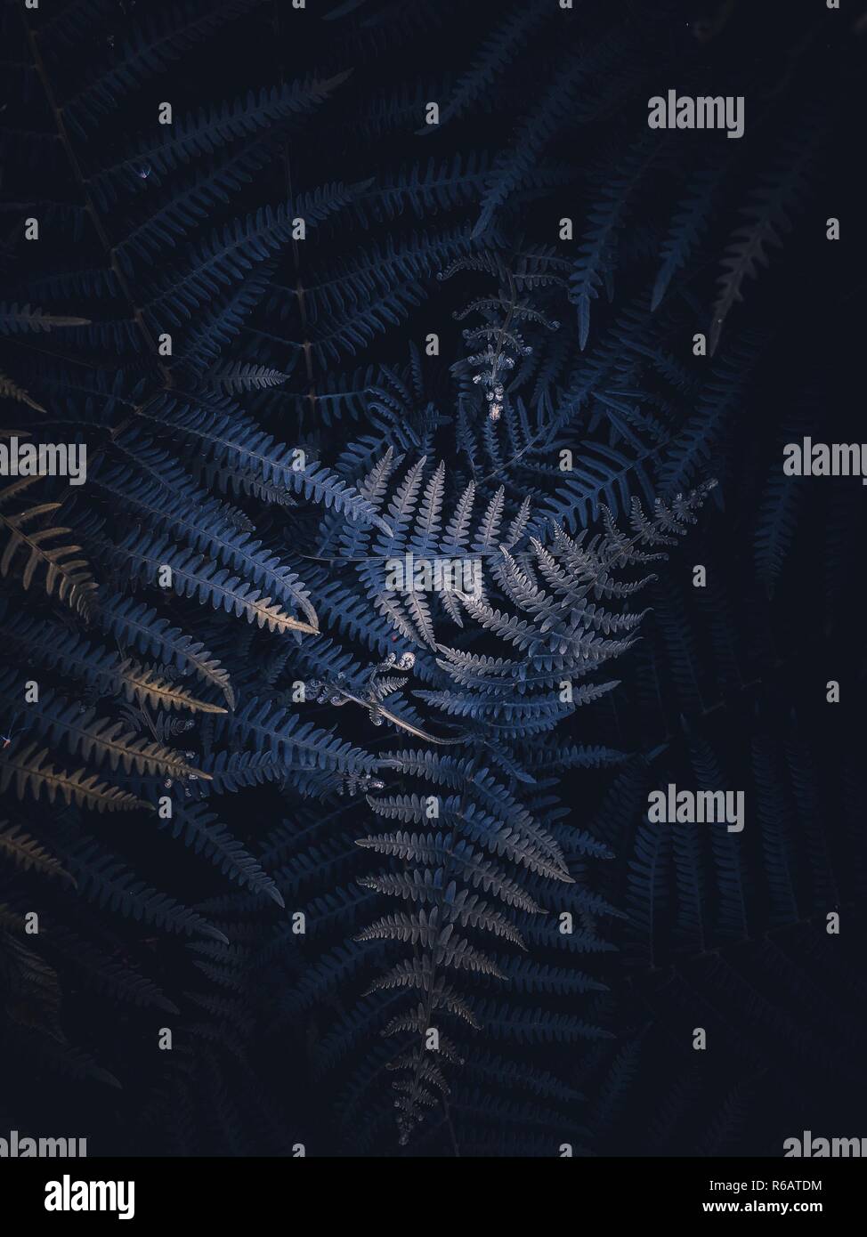 the blue abstract fern leaf Stock Photo - Alamy