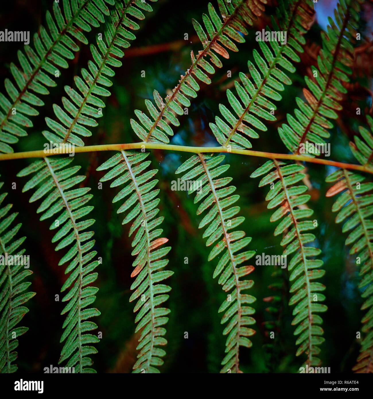 the green abstract fern leaf Stock Photo - Alamy