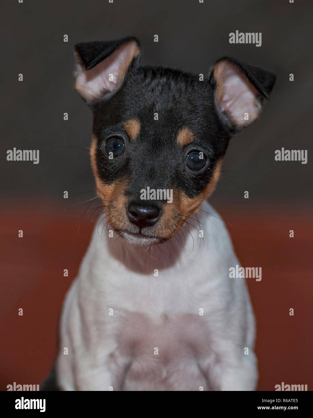 Typical six hi-res stock photography and images - Alamy