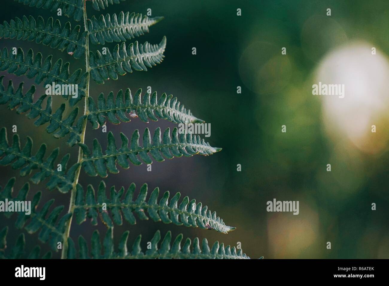 the green abstract fern leaf Stock Photo - Alamy