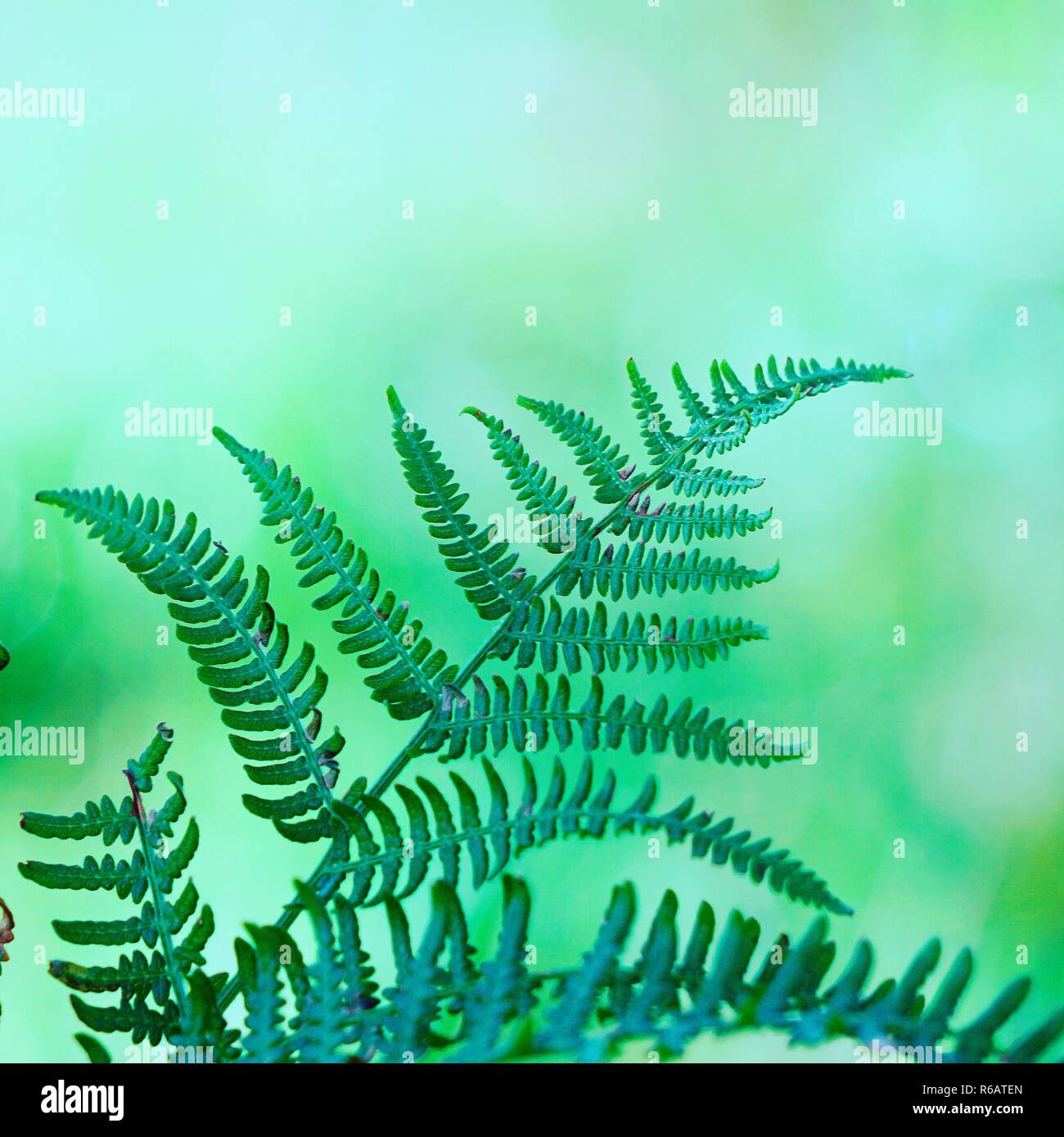 the green abstract fern leaf Stock Photo - Alamy