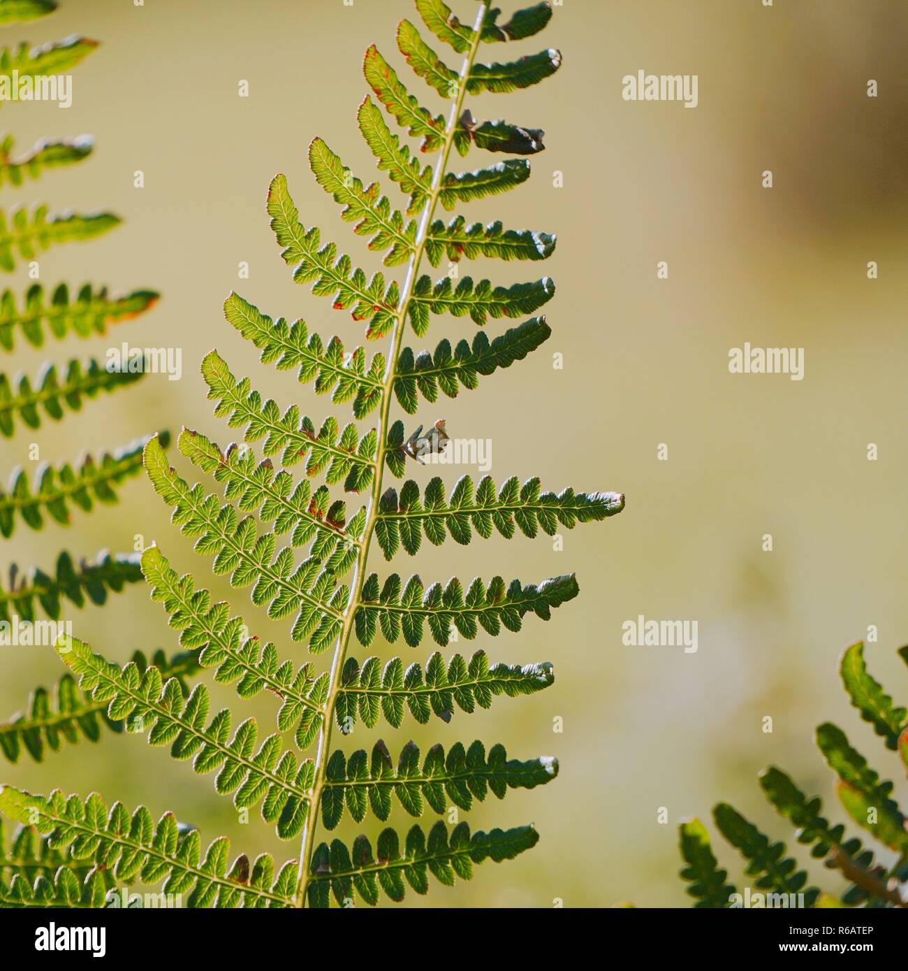 the green abstract fern leaf Stock Photo - Alamy