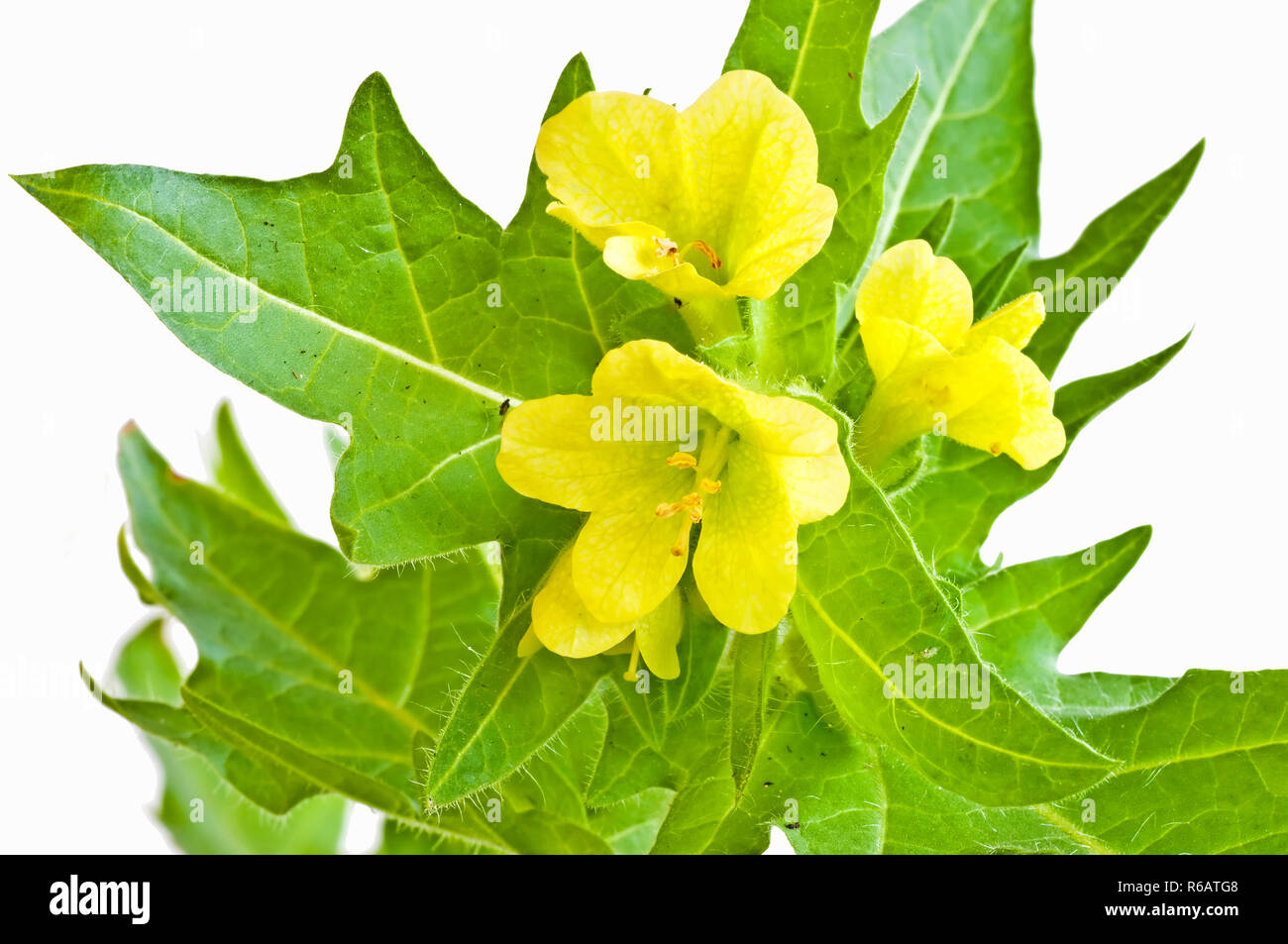 Poison henbane hi-res stock photography and images - Alamy
