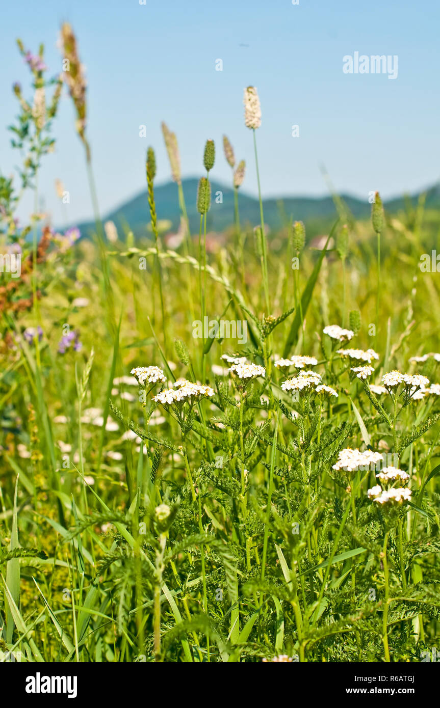 Meadow With Common Yarrow Stock Photo - Alamy