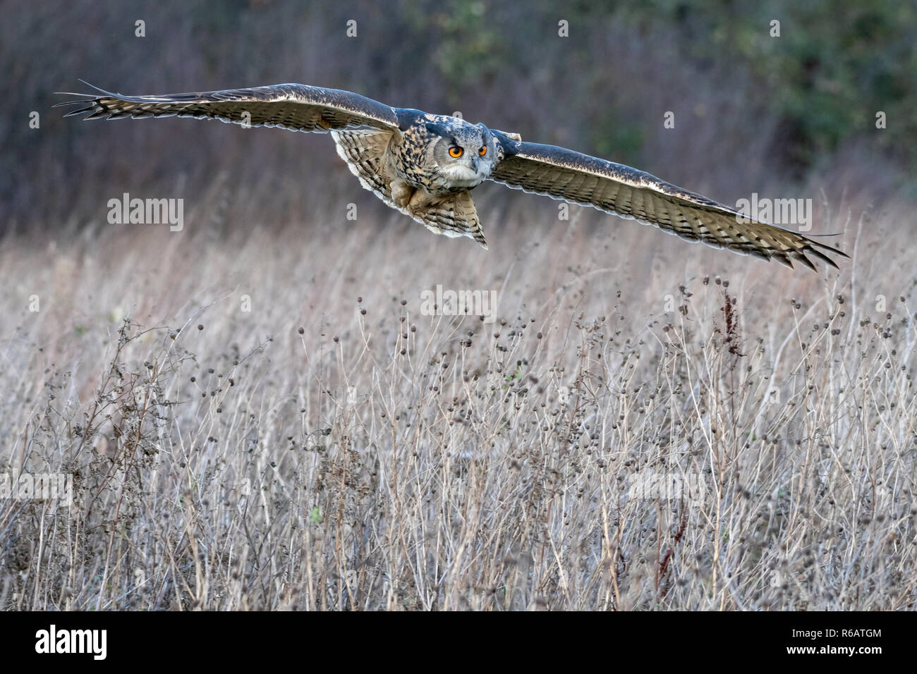 Eurasian Eagle Owl (Bubo bubo) flying above a field in Gloucester UK ...