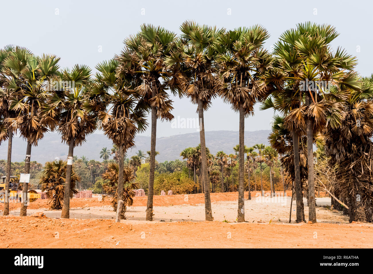 Green palm trees grow out of the red sand on the background of the blue ...