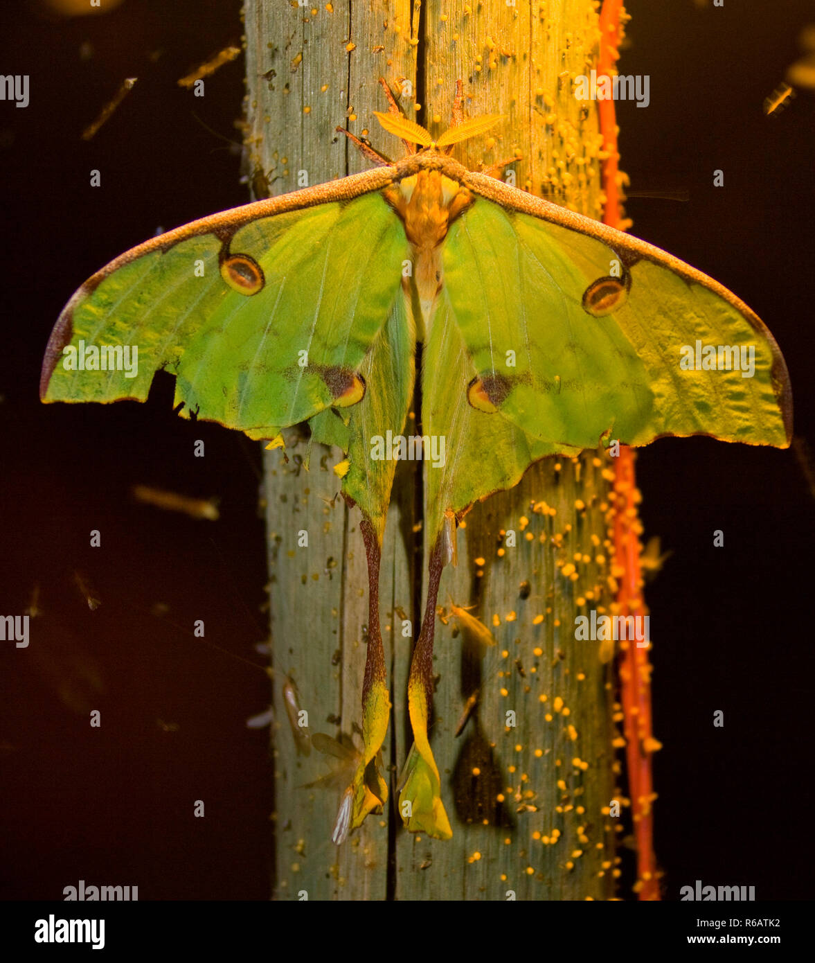 A large and unmistakable Moth with emerald colour, prominant wing spots ...