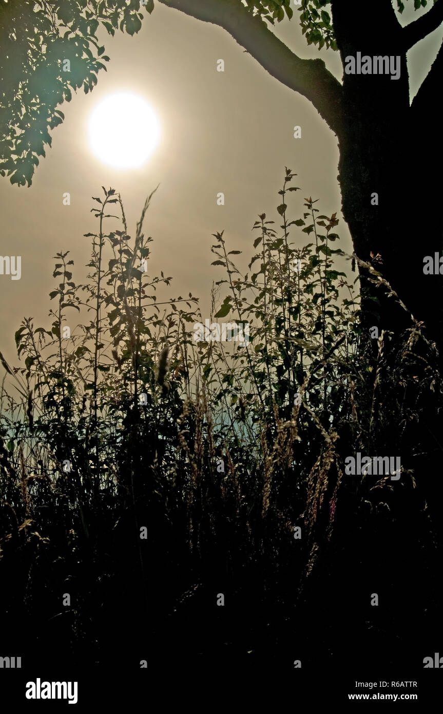 Tree In Backlight Stock Photo - Alamy