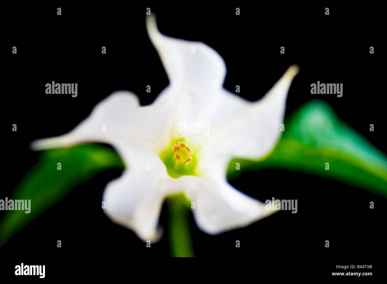 Blue devil weed hi-res stock photography and images - Alamy