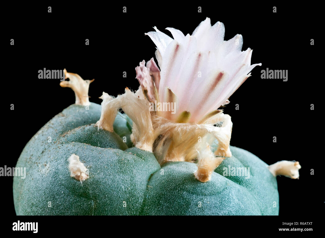 Peyote button hi-res stock photography and images - Alamy
