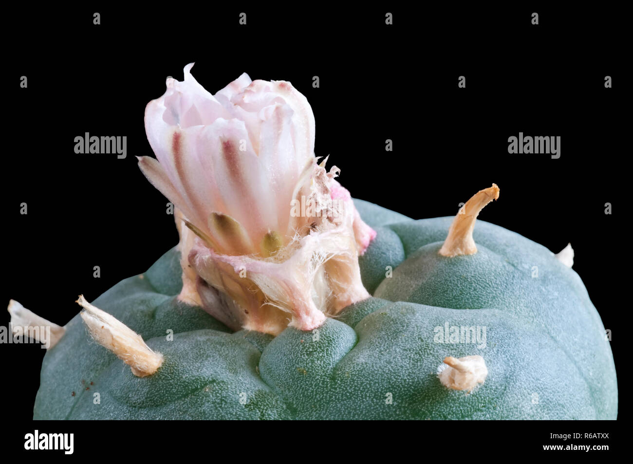 Peyote Button High Resolution Stock Photography and Images - Alamy