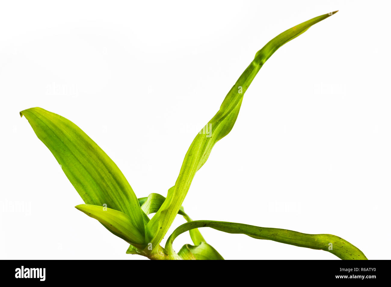 Murdannia loriformis hi-res stock photography and images - Alamy