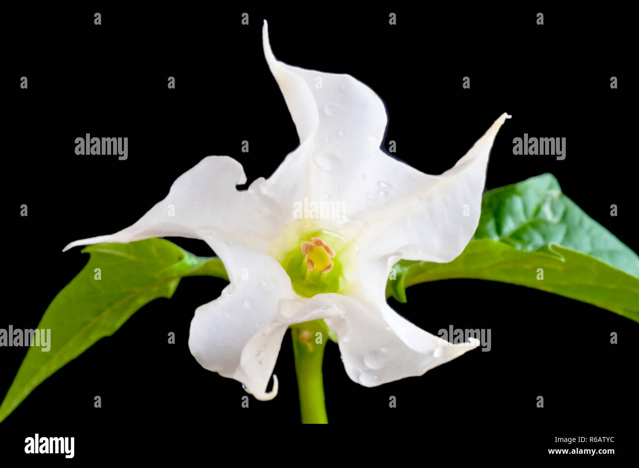 Blue devil weed hi-res stock photography and images - Alamy