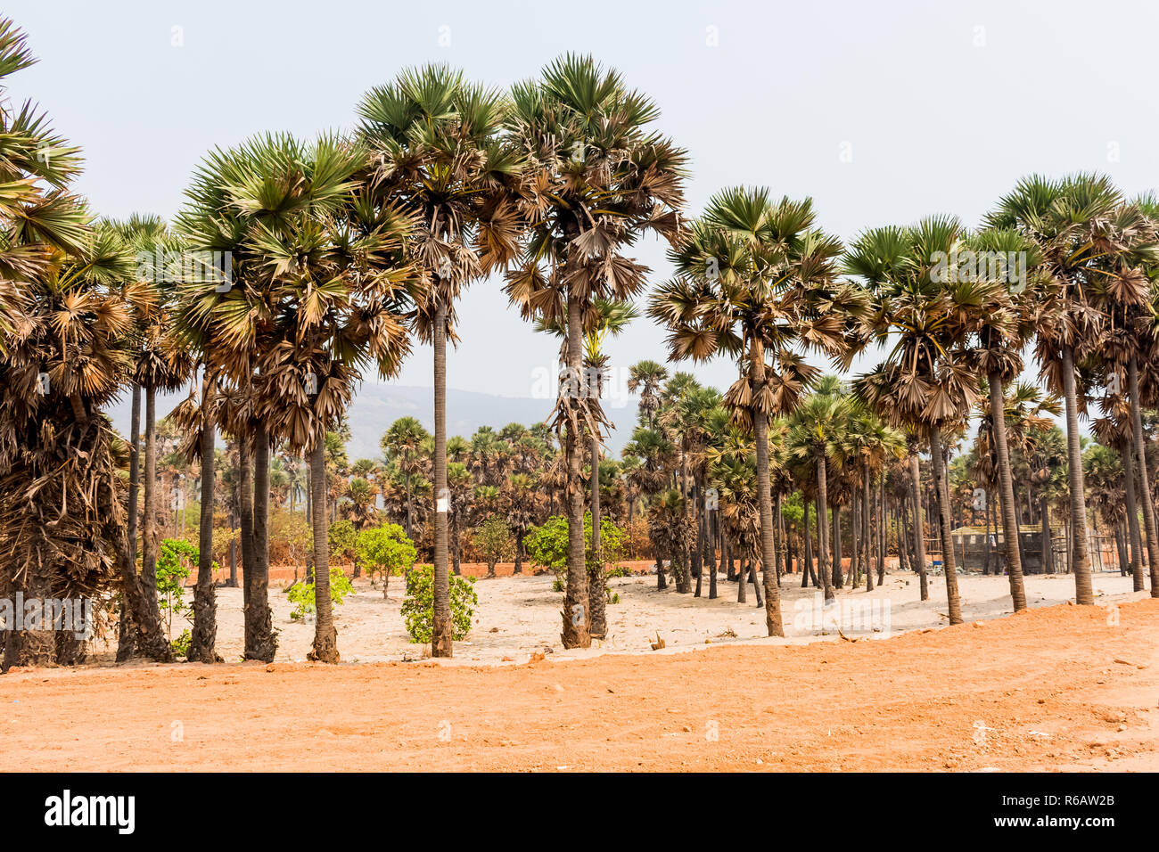 Green palm trees grow out of the red sand on the background of the blue ...