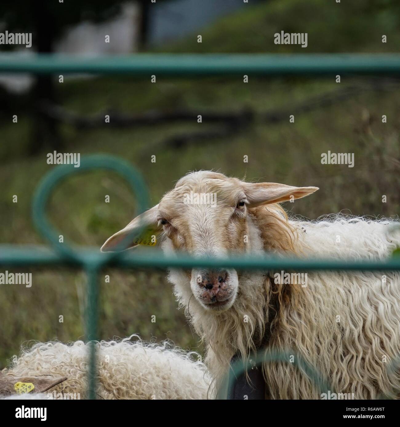 the white sheep in the farm Stock Photo - Alamy