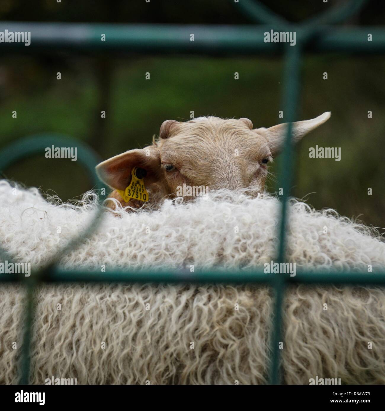 the white sheep in the farm Stock Photo - Alamy