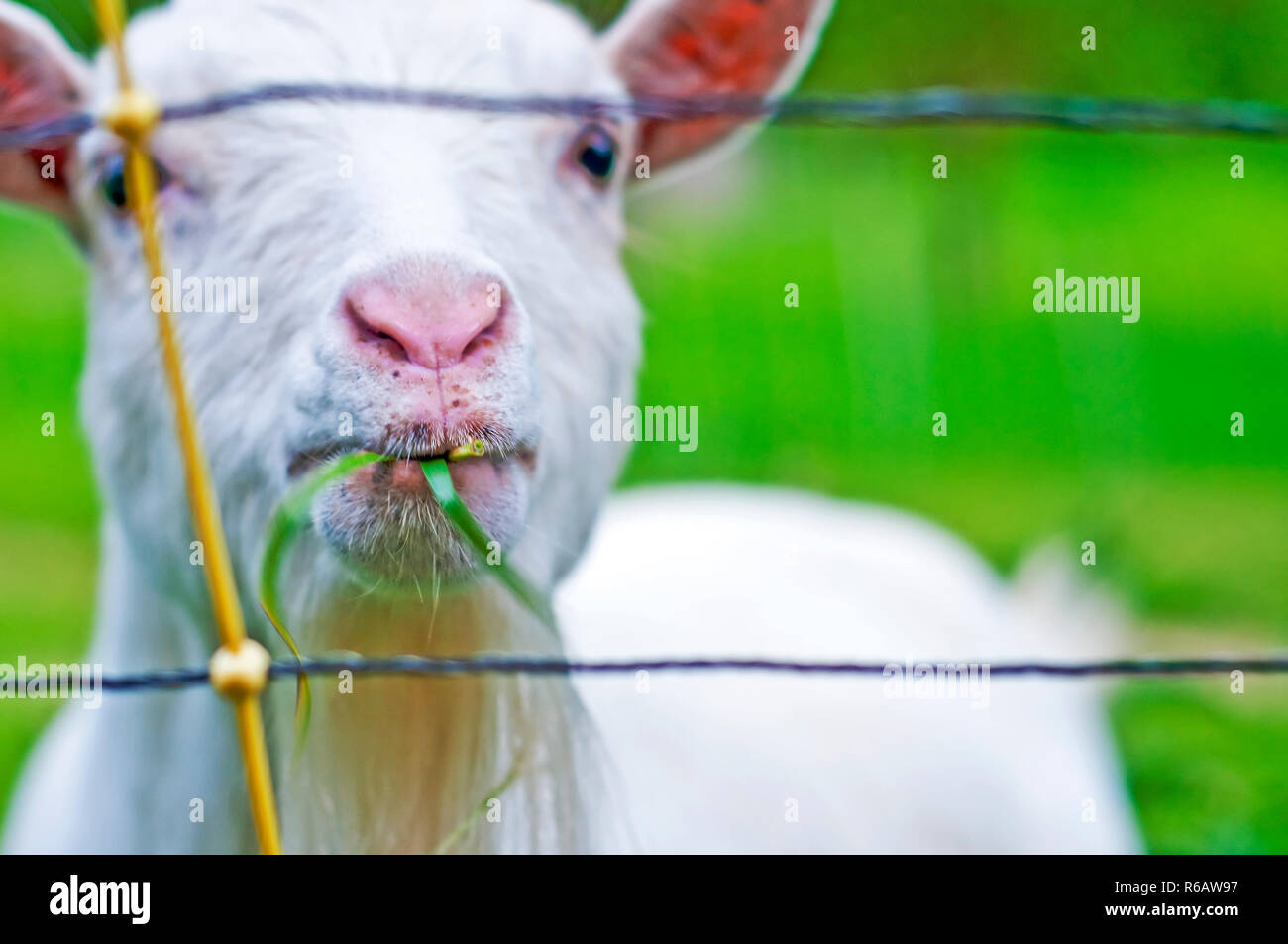 Goat Teeth High Resolution Stock Photography and Images - Alamy