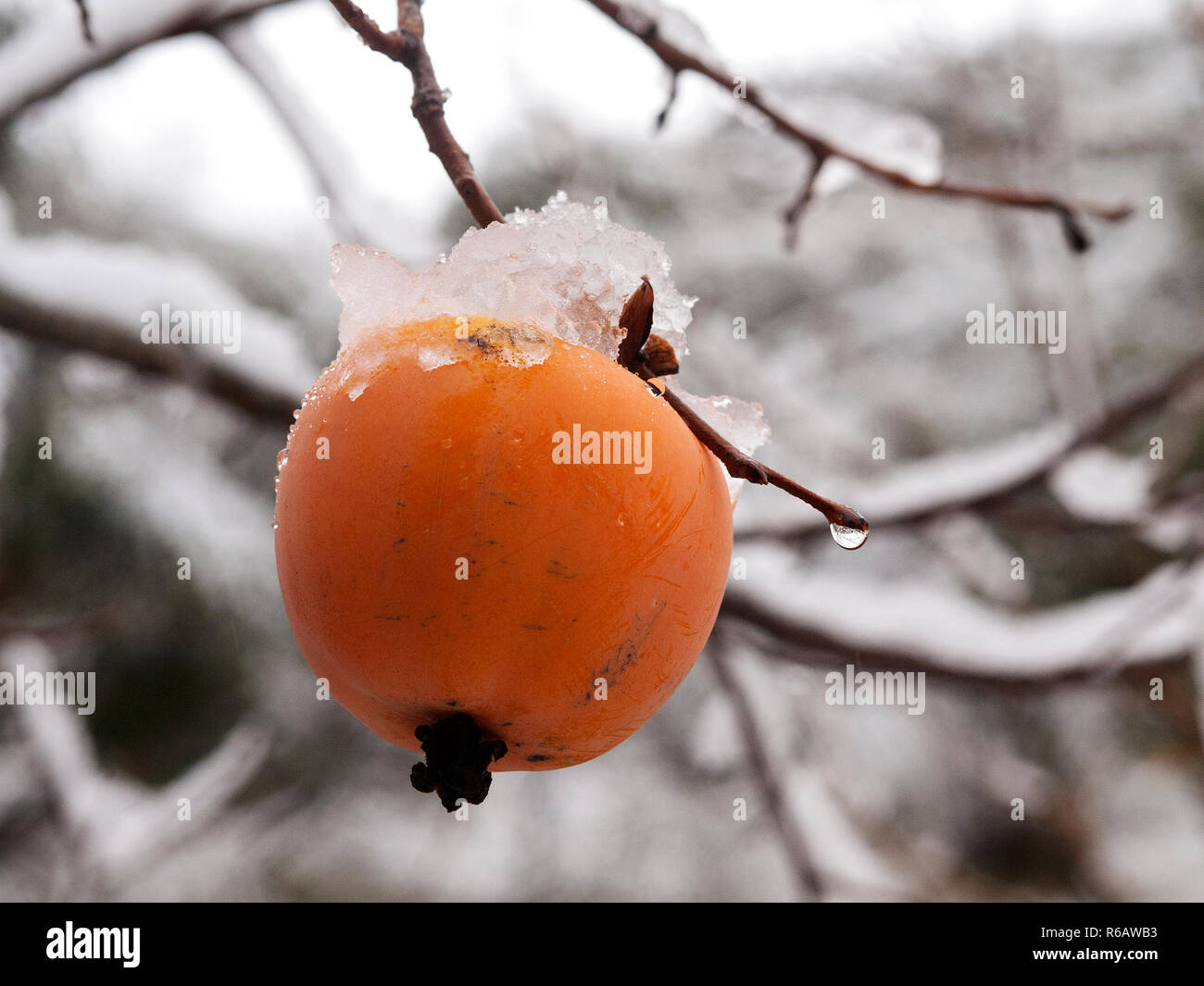 Orange fruit tree snow hi-res stock photography and images - Alamy