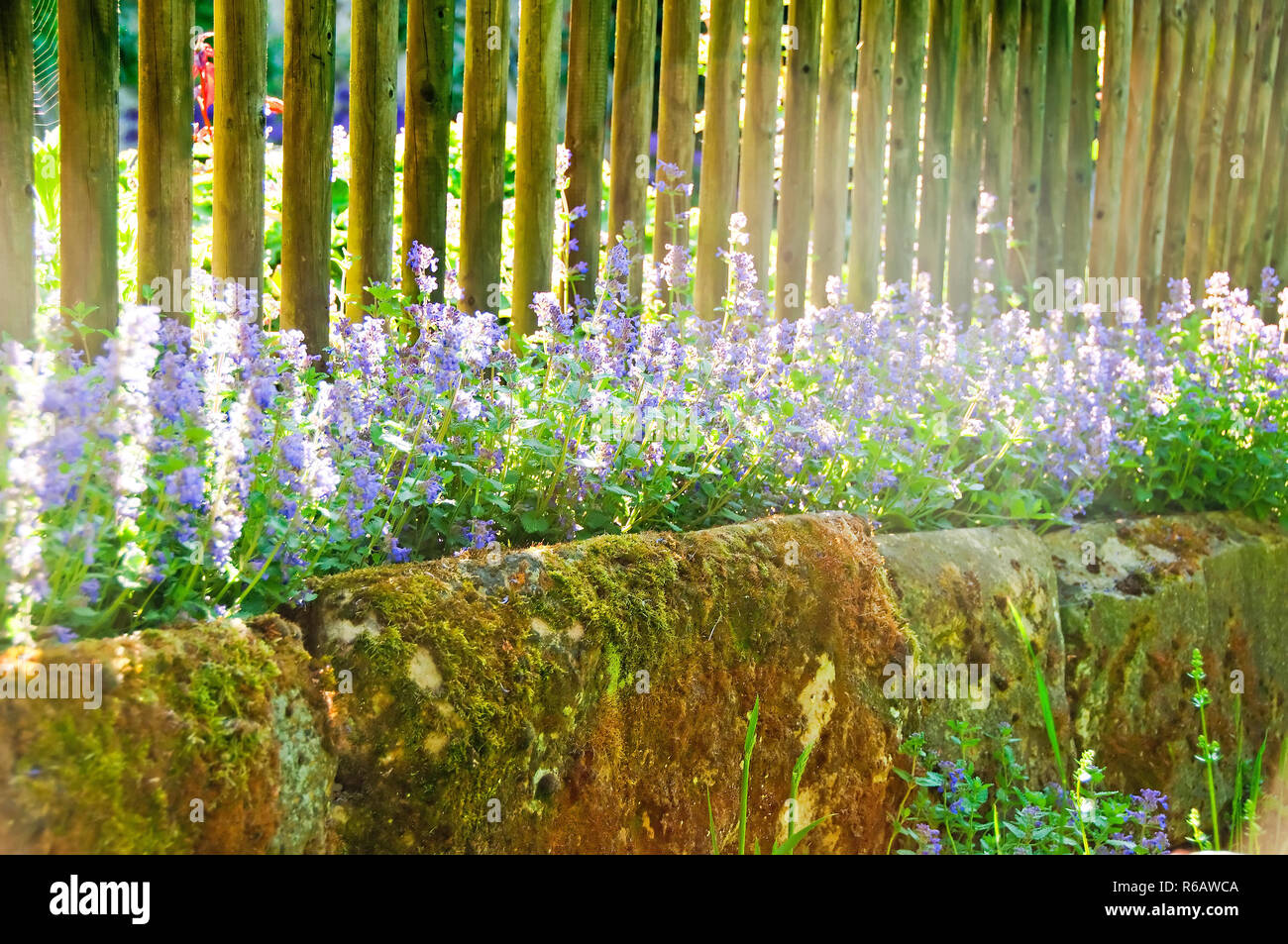 Cat nip plant hi-res stock photography and images - Alamy
