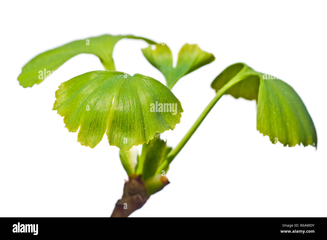Beautiful ginkgo hi-res stock photography and images - Alamy
