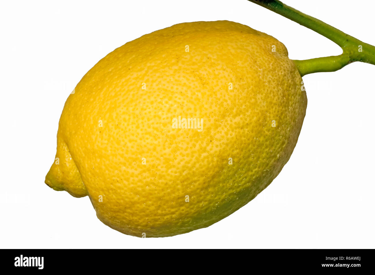 Sweet lime tree Cut Out Stock Images & Pictures - Alamy