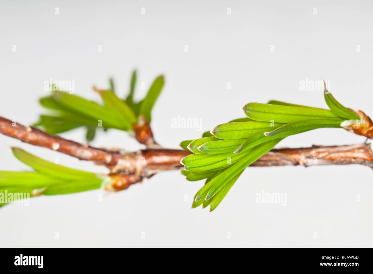 Seqoia hi-res stock photography and images - Alamy