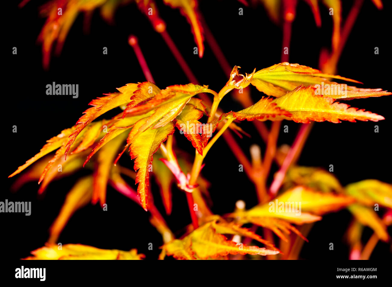 Young maple tree yellow golden hi-res stock photography and images - Alamy