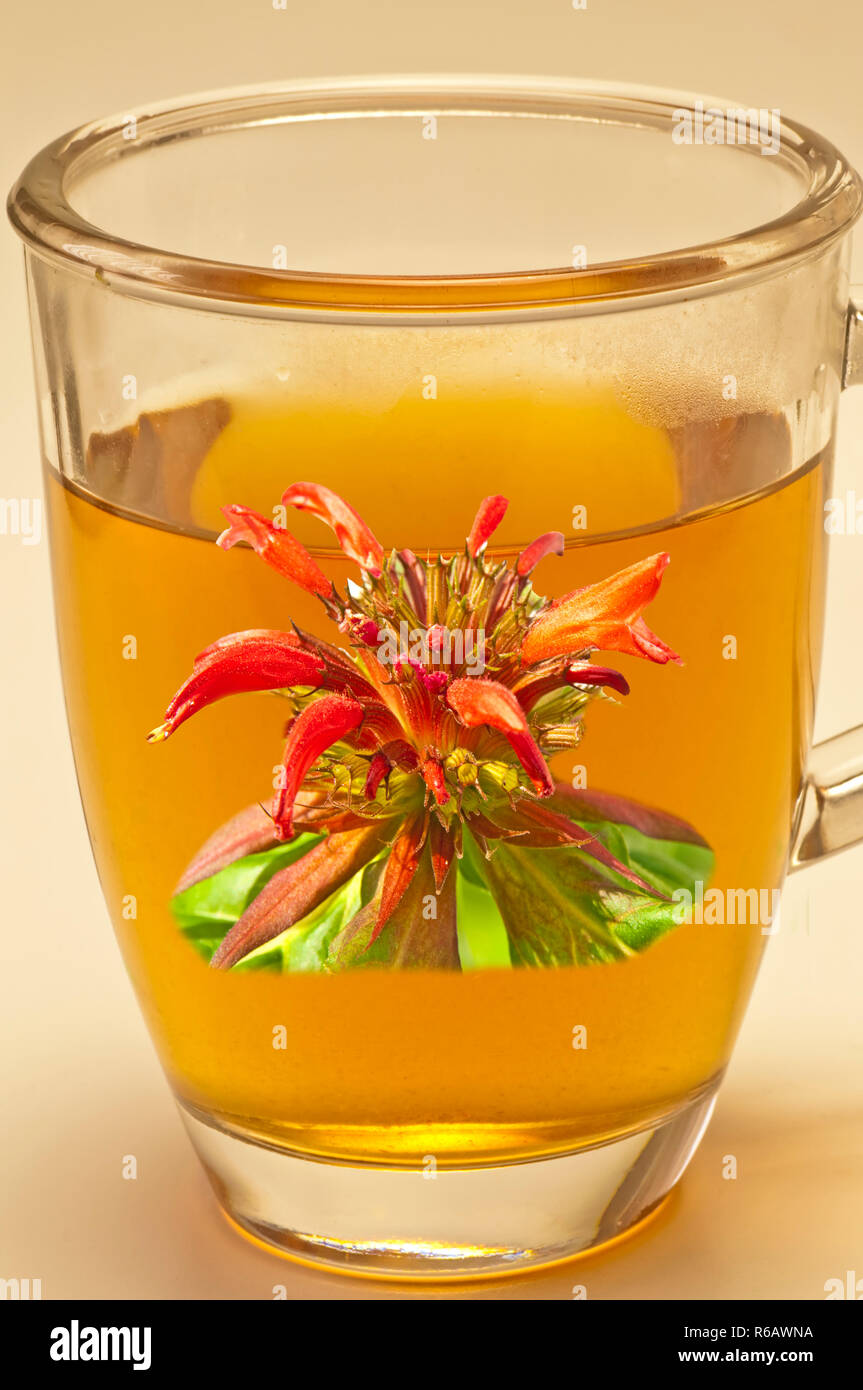 Oswego tea hi-res stock photography and images - Alamy