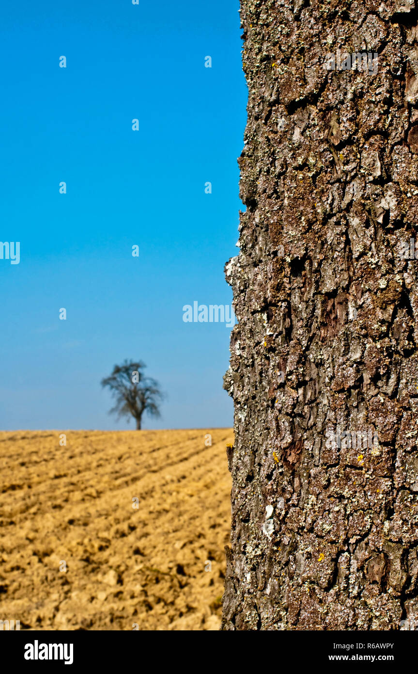 Tree bark blue color hi-res stock photography and images - Alamy