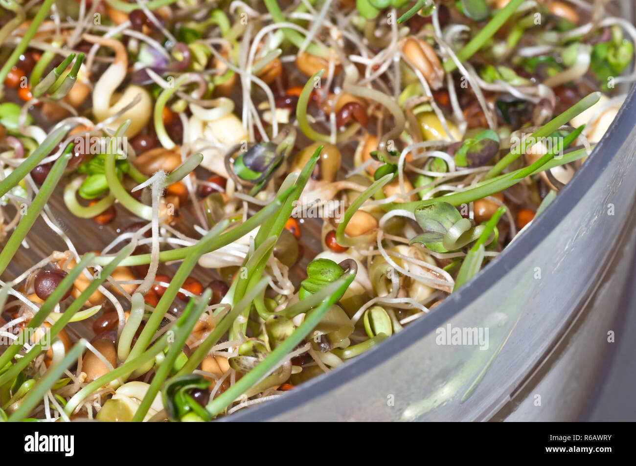 Sprouts Of Different Vegetables Stock Photo - Alamy