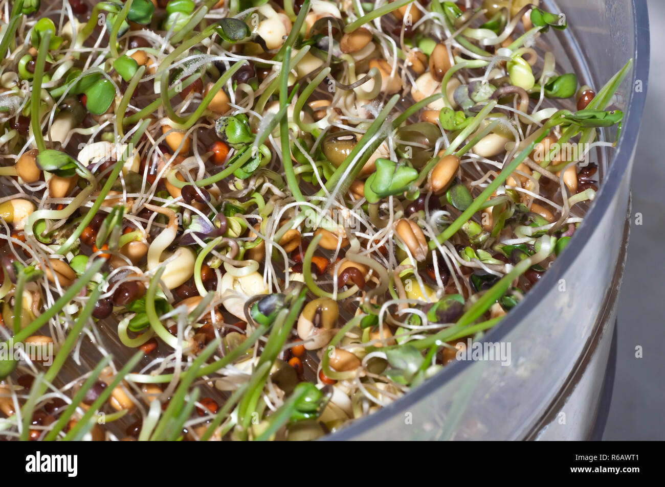 Sprouts Of Different Vegetables Stock Photo - Alamy