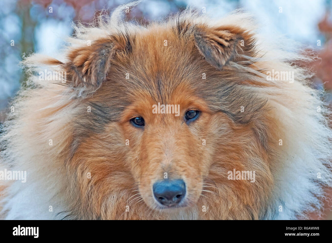 Head Of A British Collie Dog Stock Photo - Alamy