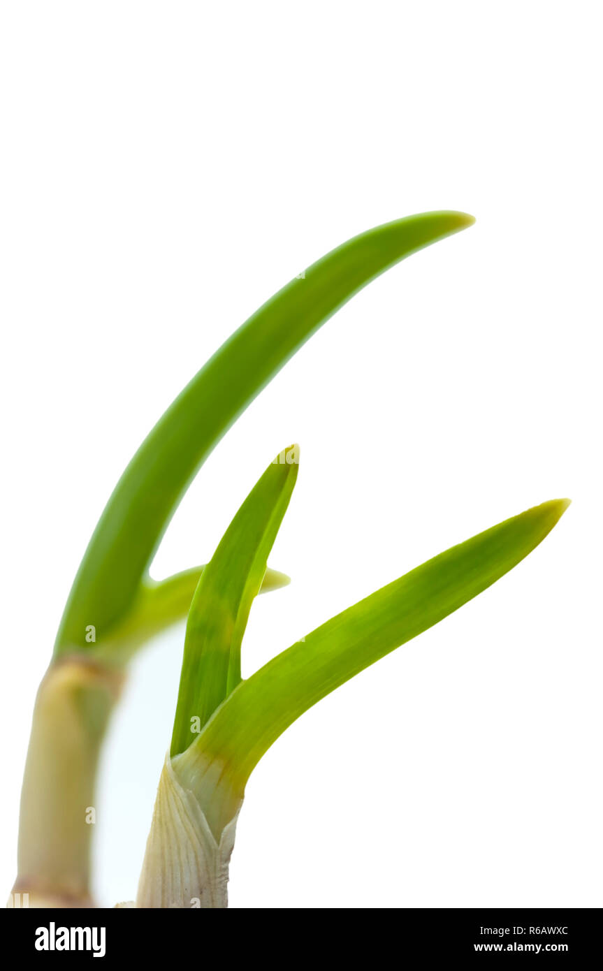 Germed hi-res stock photography and images - Alamy