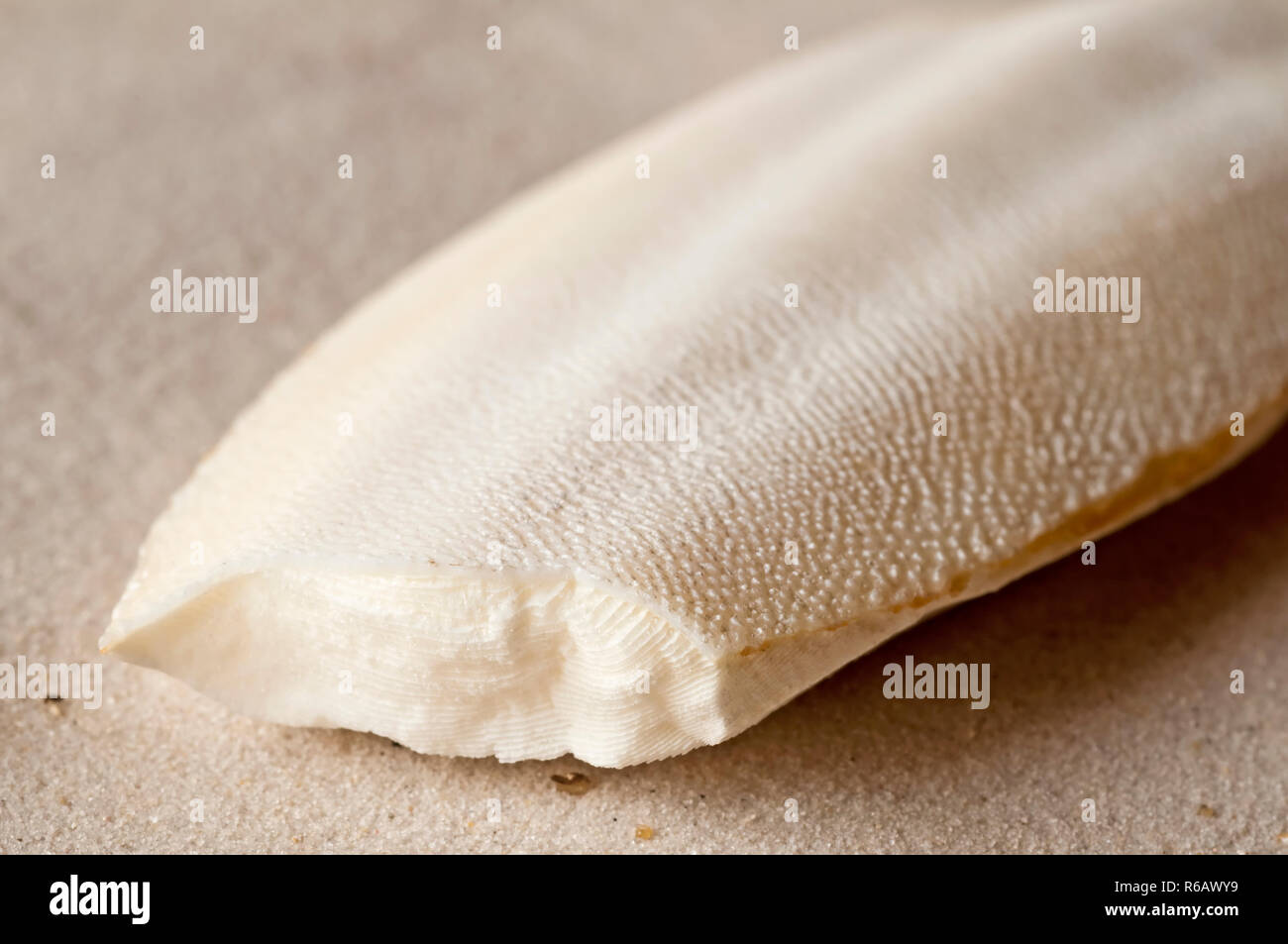 Cuttlebone hi-res stock photography and images - Alamy