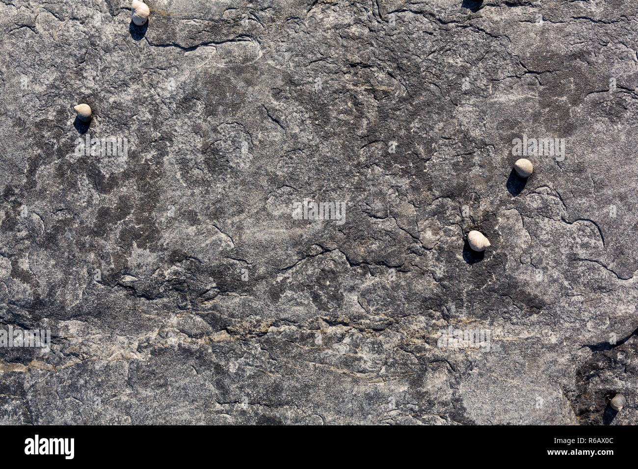 Edible periwinkles hi-res stock photography and images - Alamy
