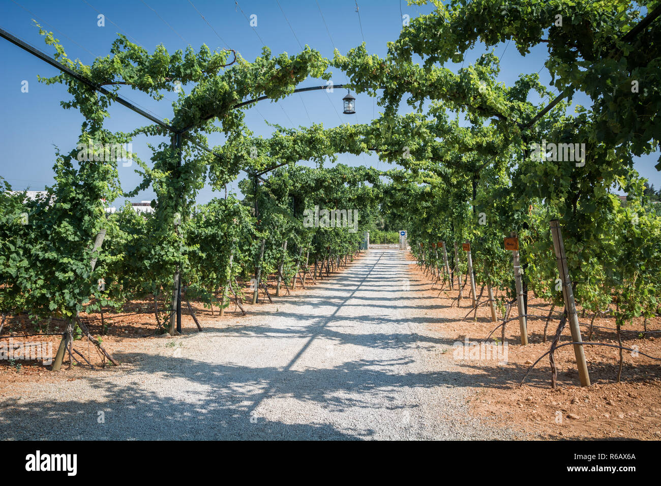 Immature grape vineyard fruits hi-res stock photography and images - Alamy