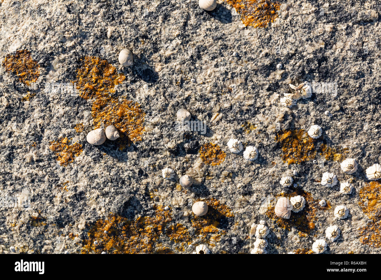 Several periwinkle snails and barnacles on a rock with lichen at low ...